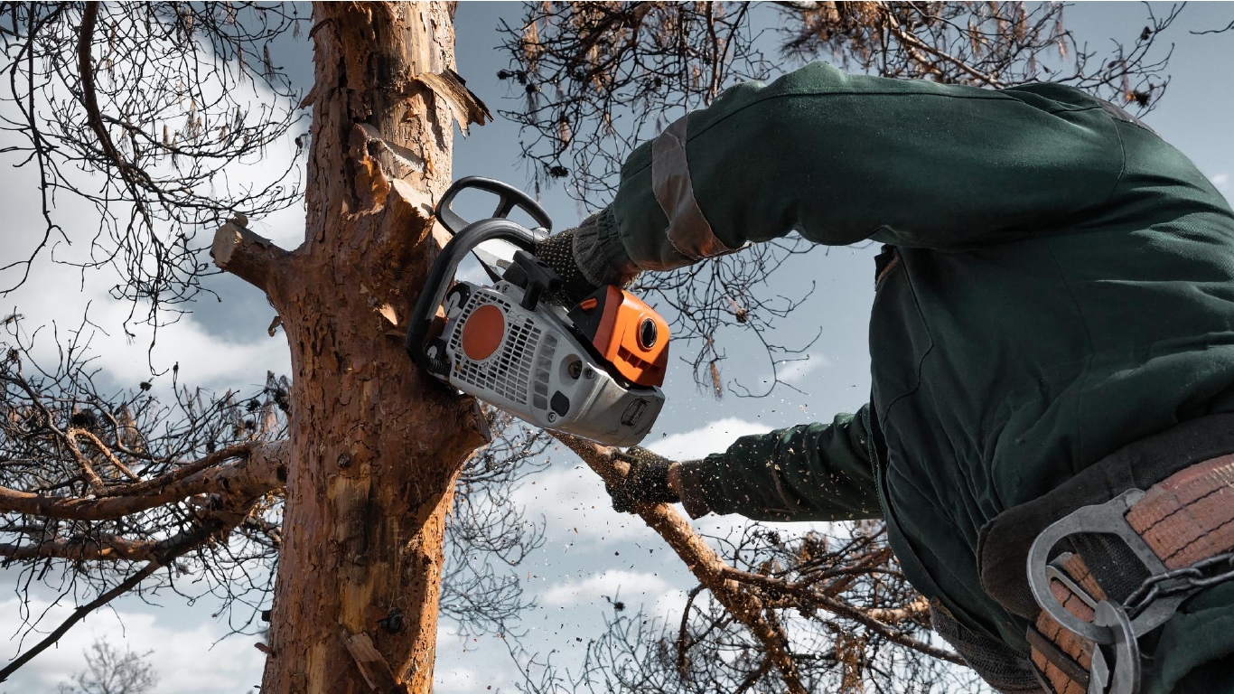 Expert Tree Pruning and Removal Services | GreenTek Corp